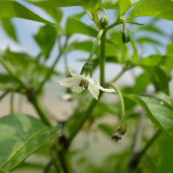 Piment Jwala Bio - La Boîte à Graines