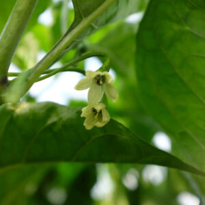 Piment Végétarien Bio - La Boîte à Graines