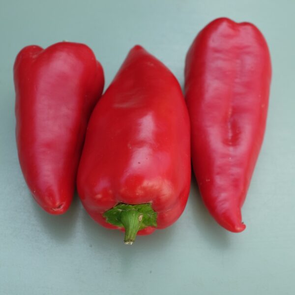 Poivron Boyanska Kapiya Bio - La Boîte à Graines