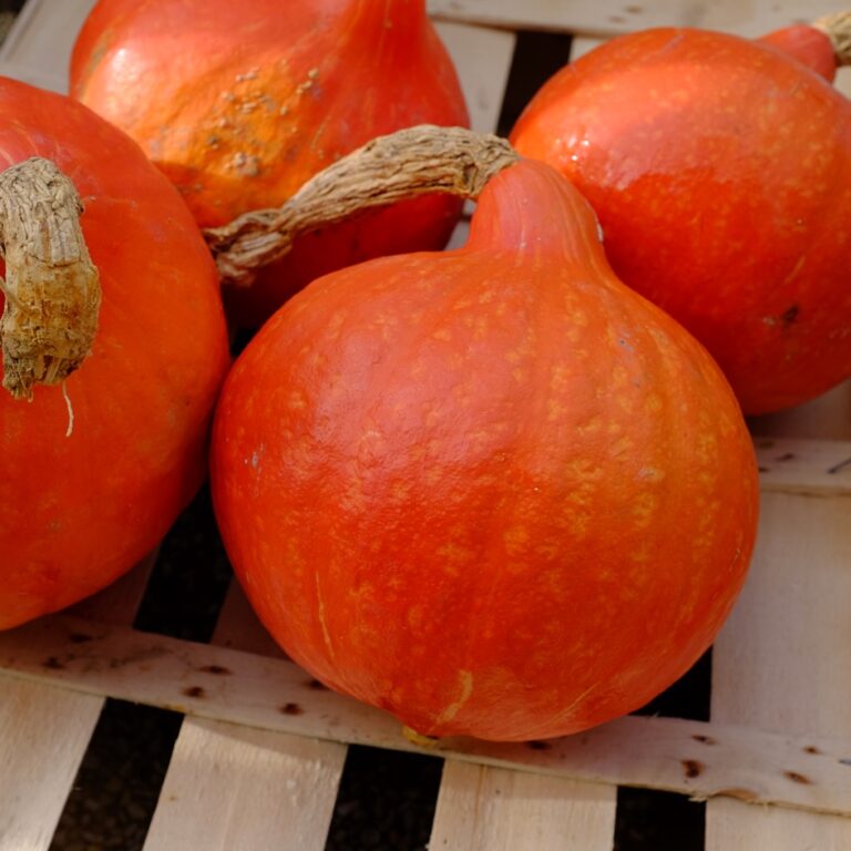 Potimarron Red Kuri Bio - La Boîte à Graines