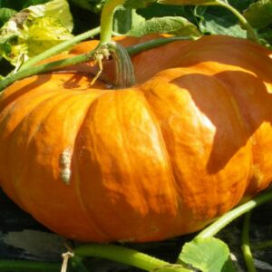 Potiron Rouge Vif d’Etampes Bio - La Boîte à Graines