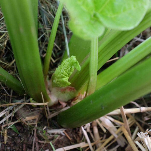Rhubarbe Rouge Bio - La Boîte à Graines