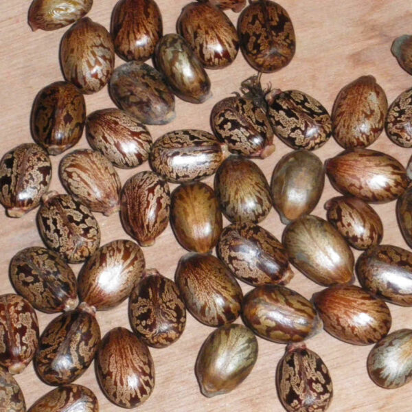 Ricin Impala Bio - La Boîte à Graines