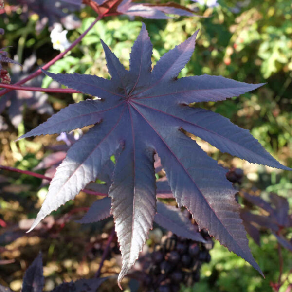 Ricin New Zealand Purple Bio - La Boîte à Graines