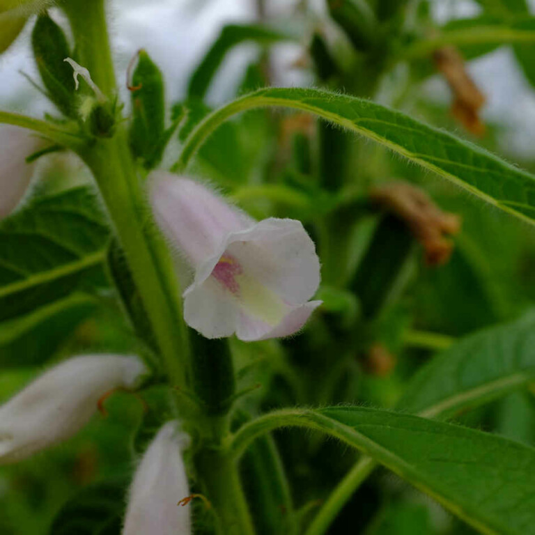 Sésame Noir Bio - La Boîte à Graines