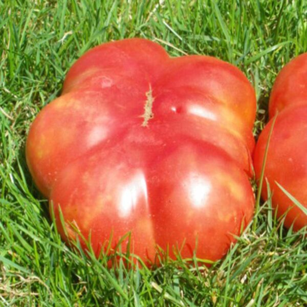 Tomate Montserrat Bio - La Boîte à Graines