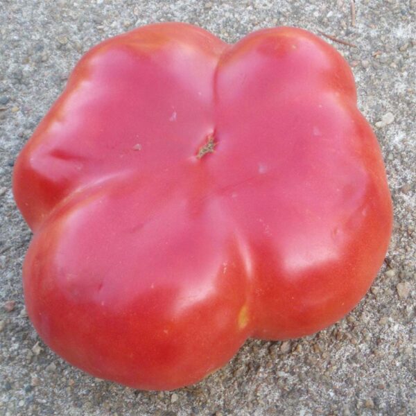 Tomate Montserrat Bio - La Boîte à Graines