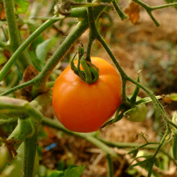 Tomate Orange Queen Bio - La Boîte à Graines