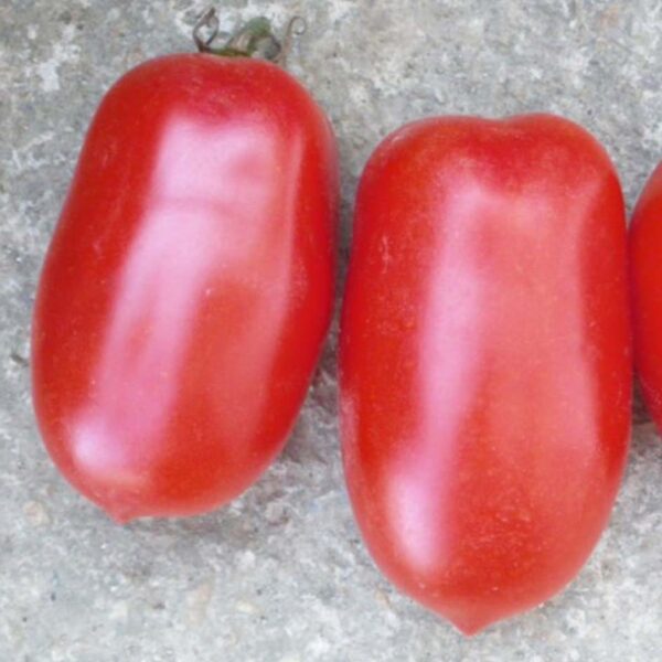 Tomate Roma Bio - La Boîte à Graines