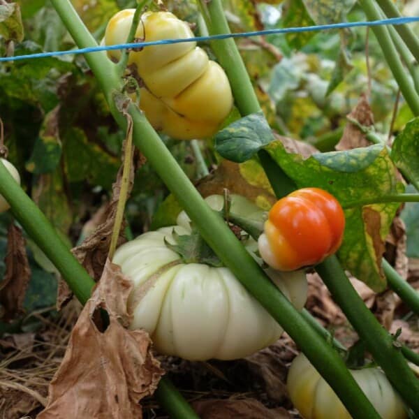 Aubergine Africaine Meketan Bio - La Boîte à Graines