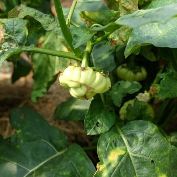 Aubergine Africaine Meketan Bio - La Boîte à Graines