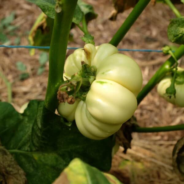 Graines Aubergines africaines bio - La Boîte à Graines