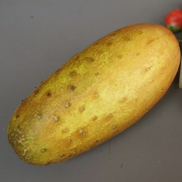 Concombre Jaune de Chine Bio - La Boîte à Graines