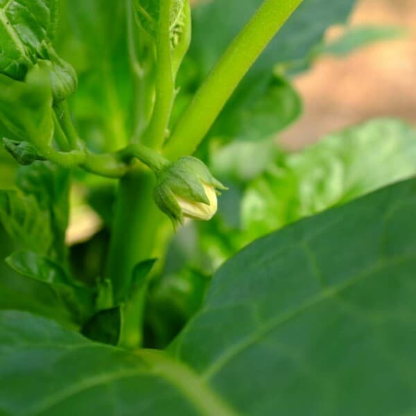 Aubergine Africaine Meketan Bio - La Boîte à Graines