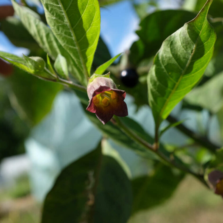 Belladone (Atropa belladona) Bio - La Boîte à Graines