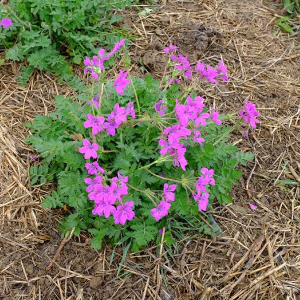 Erodium manescavii Bio - La Boîte à Graines