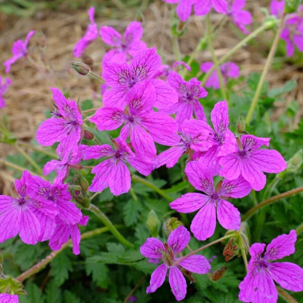Erodium manescavii Bio - La Boîte à Graines