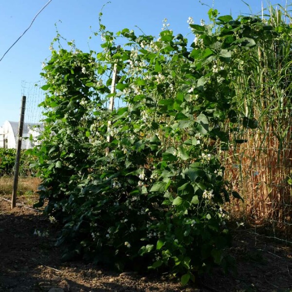 Haricot d'Espagne 'Orteil du Prêcheur' Bio - La Boîte à Graines