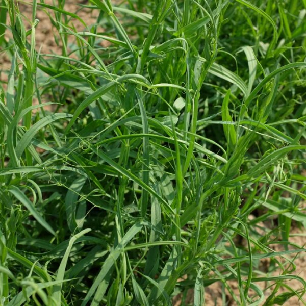 Gesse ou Pois Carré Bio - La Boîte à Graines