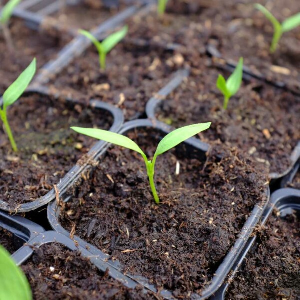 Piment de Padrón Bio - La Boîte à Graines