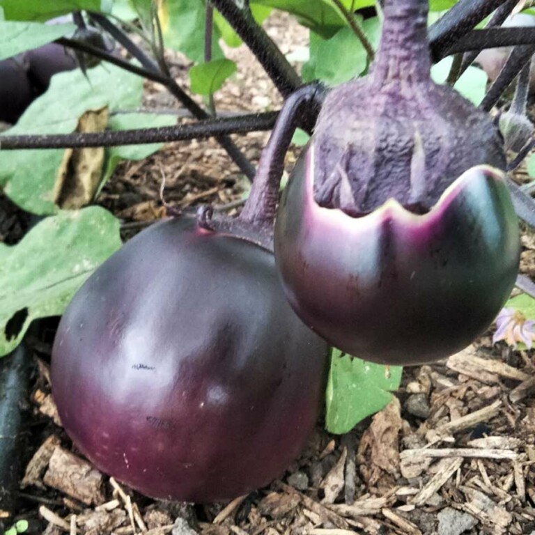 Graines Aubergines bio - La Boîte à Graines