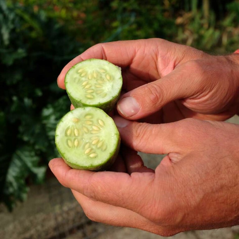 Concombre des Antilles Bio - La Boîte à Graines