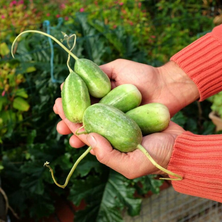 Graines Cucurbitacées autres bio - La Boîte à Graines