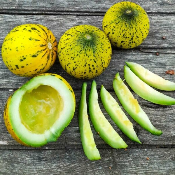 Melon Turkish Leopard Bio - La Boîte à Graines