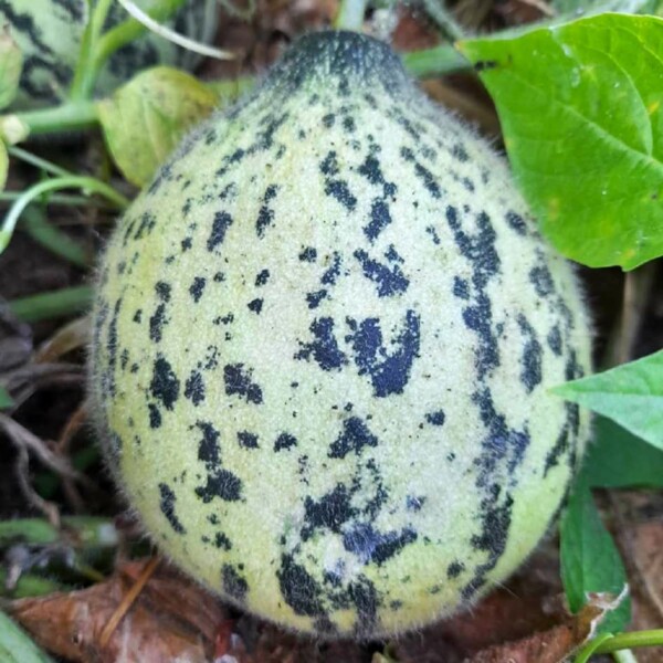 Melon Turkish Leopard Bio - La Boîte à Graines