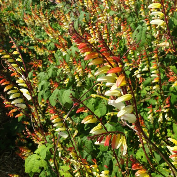 Mina lobata 'Exotic Love' Bio - La Boîte à Graines