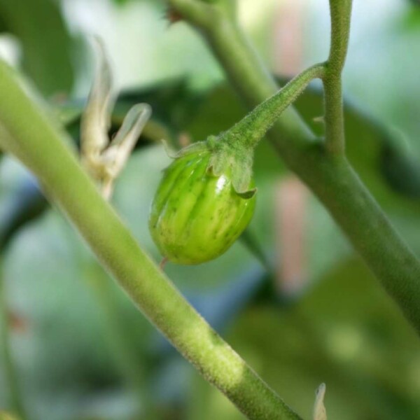 Aubergine Africaine Red Egg Bio - La Boîte à Graines