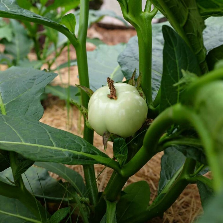 Aubergine Africaine Gboma Kombara Bio - La Boîte à Graines