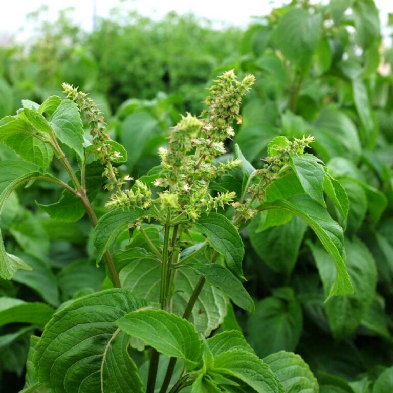 Basilic Clou de Girofle Bio - La Boîte à Graines