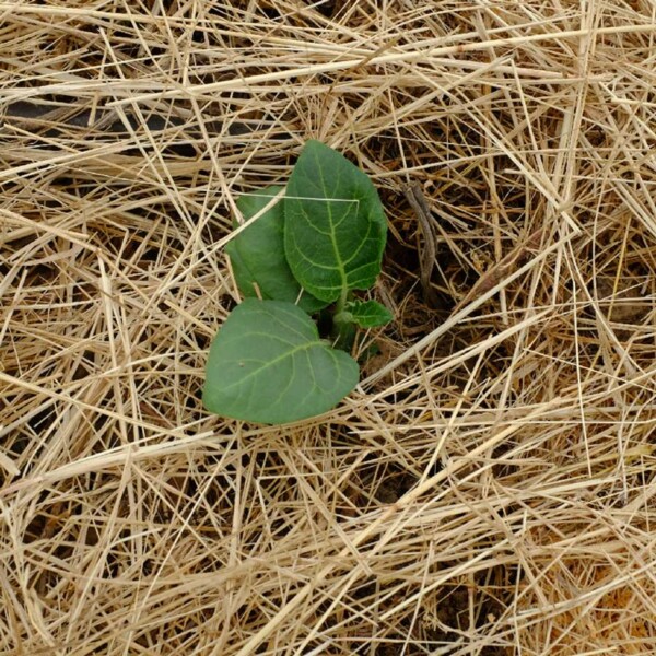 Aubergine Africaine Red Egg Bio - La Boîte à Graines