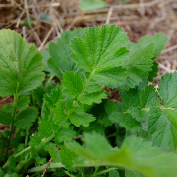 Geum chiloense (Benoîte de Chiloé) Bio - La Boîte à Graines