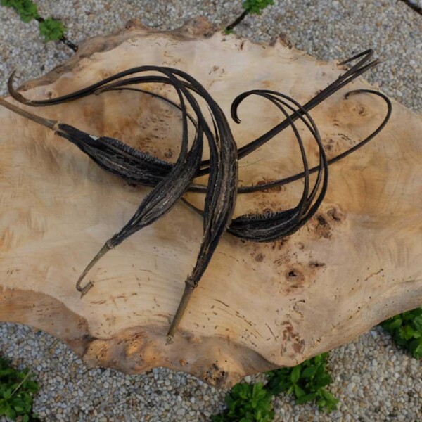 Proboscidea parviflora Bio - La Boîte à Graines