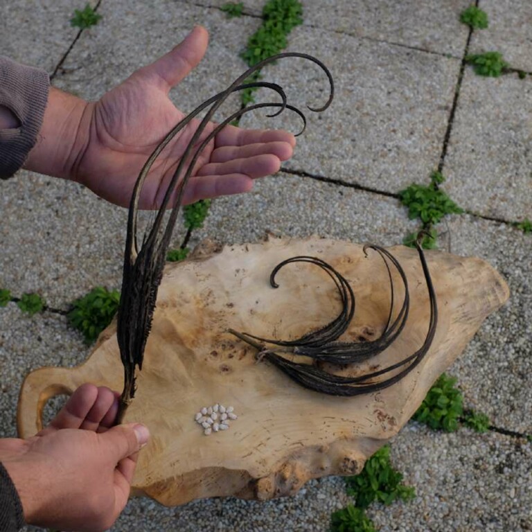 Proboscidea parviflora Bio - La Boîte à Graines