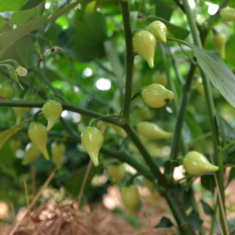 Piment Biquinho Rouge Bio - La Boîte à Graines