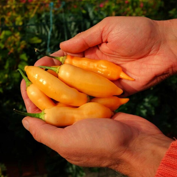 Semences et graines bio - La Boîte à Graines