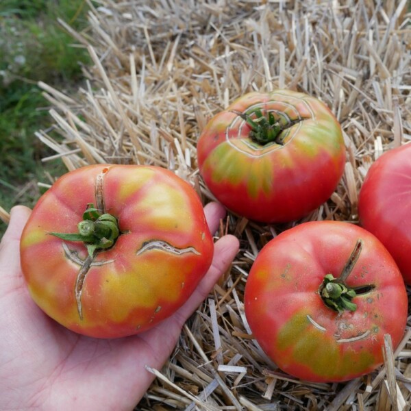 Tomate Rosa de Barbastro Bio - La Boîte à Graines