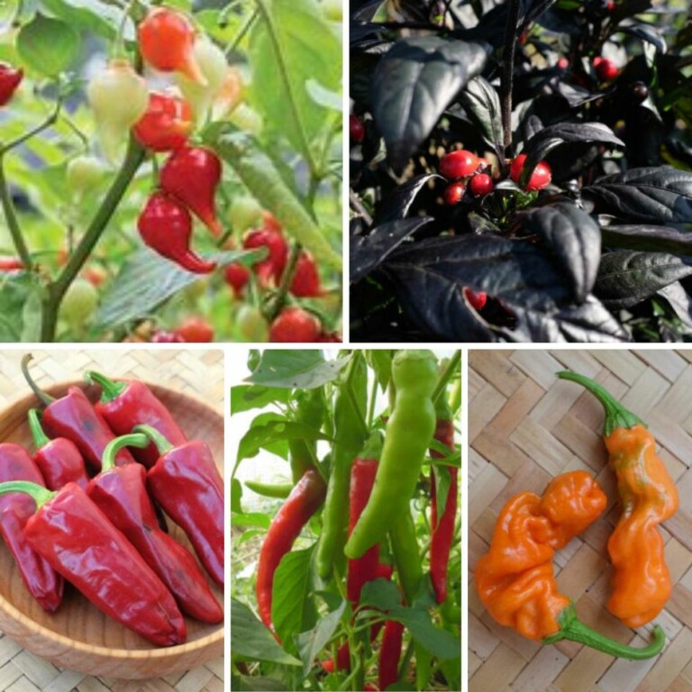 Graines Piments bio - La Boîte à Graines
