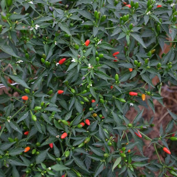 Piment Oiseau Bio - La Boîte à Graines
