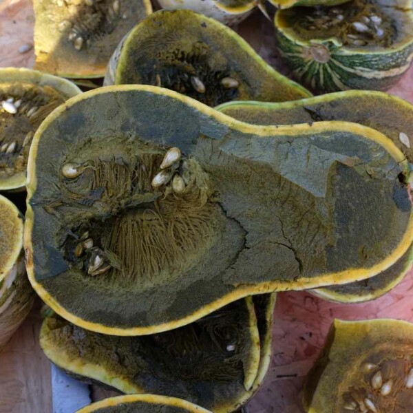 Courge Ayote Guatemalan Green Bio - La Boîte à Graines