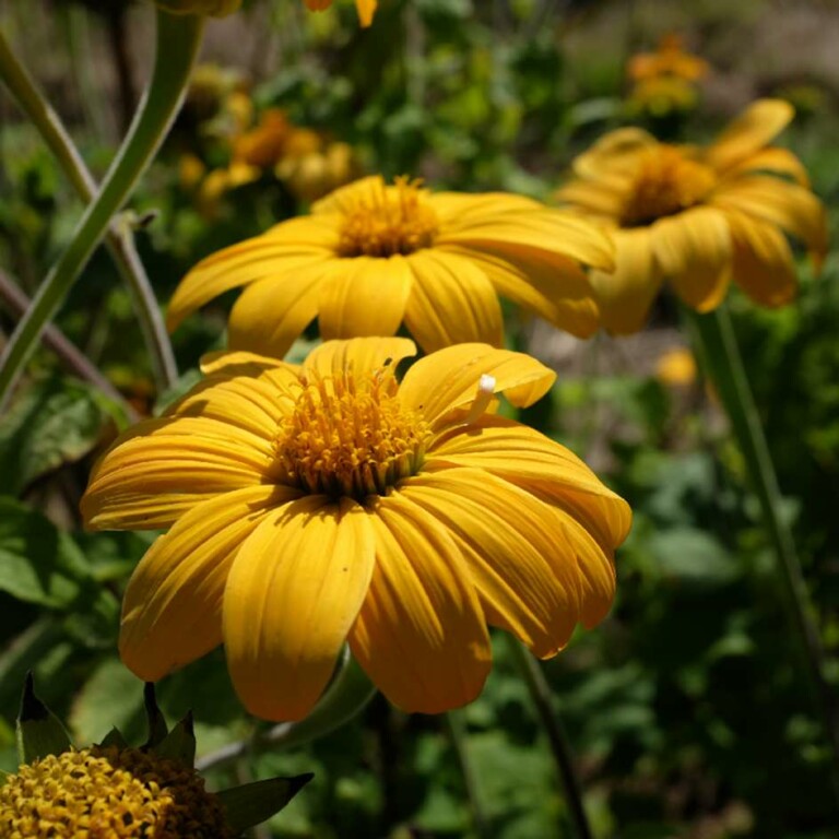Tithonia rotundifolia ‘Yellow Torch’ Bio - La Boîte à Graines