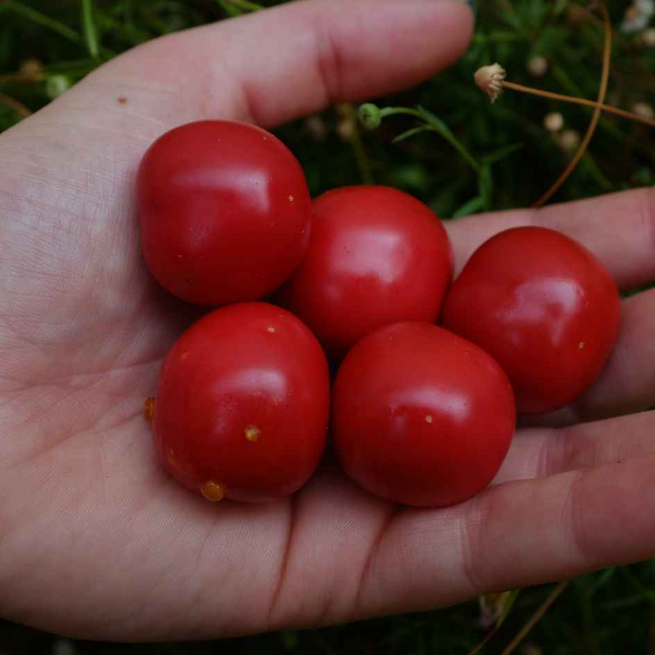 Morelle de Balbis Mamoncillos Bio - La Boîte à Graines