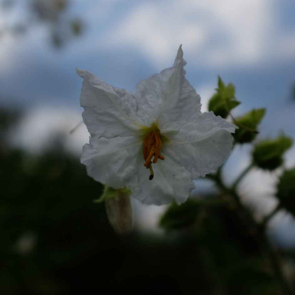 Morelle de Balbis Mamoncillos Bio - La Boîte à Graines