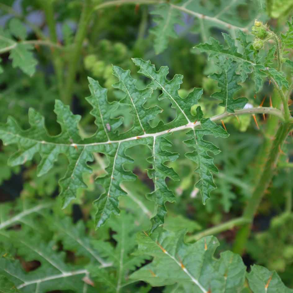 Morelle de Balbis Mamoncillos Bio - La Boîte à Graines