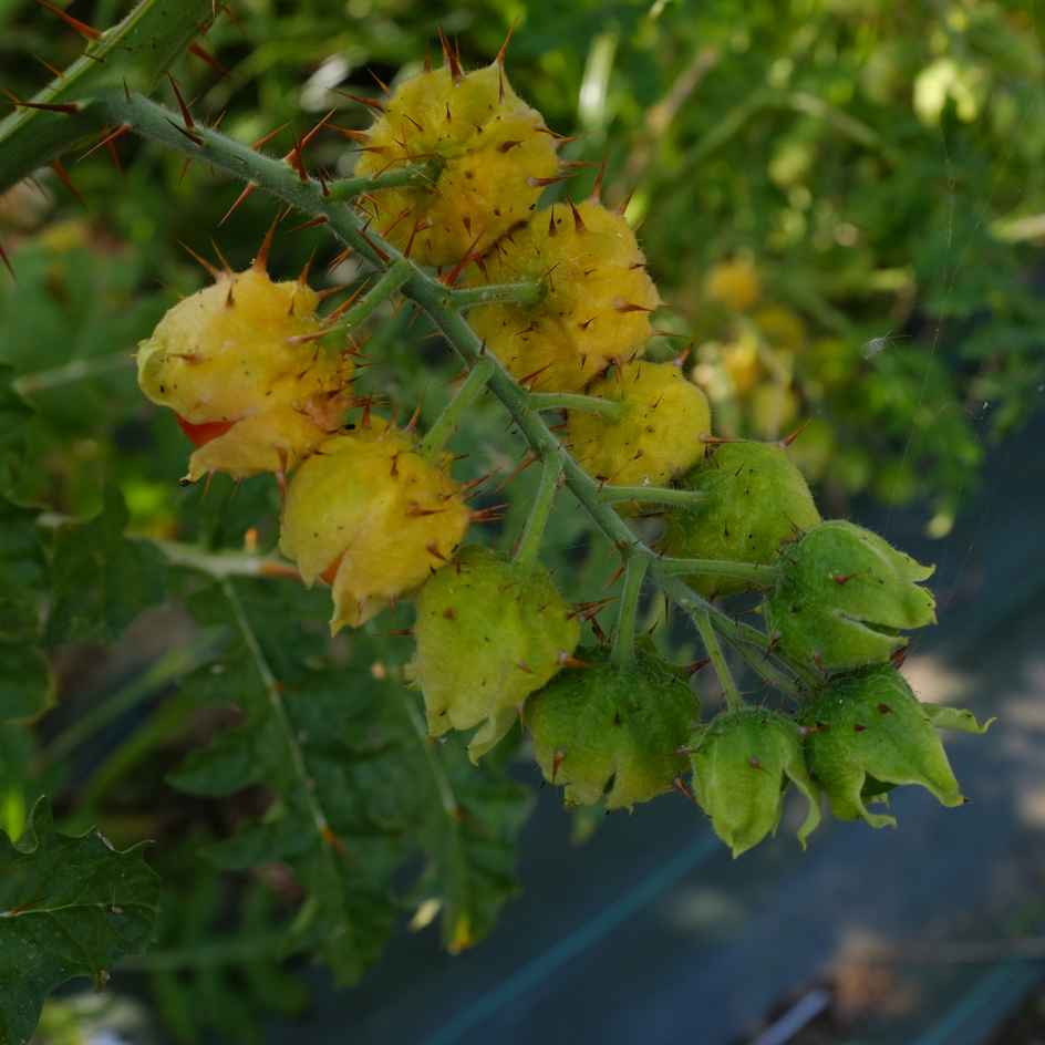 Morelle de Balbis Mamoncillos Bio - La Boîte à Graines