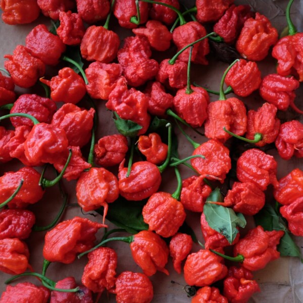 Piment Carolina Reaper Bio - La Boîte à Graines