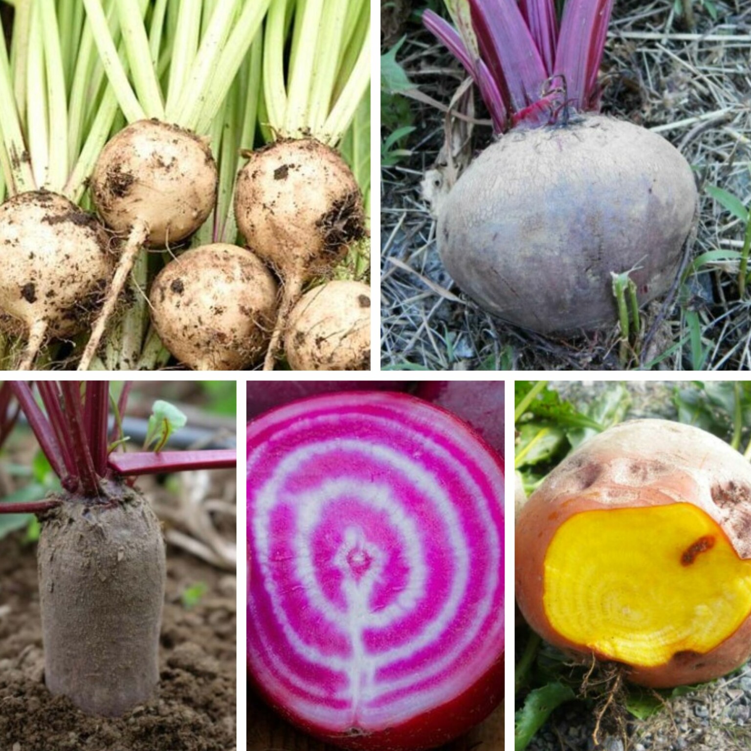 Mélange de betteraves Bio - Gamme Couleur au Jardin - La Boîte à Graines